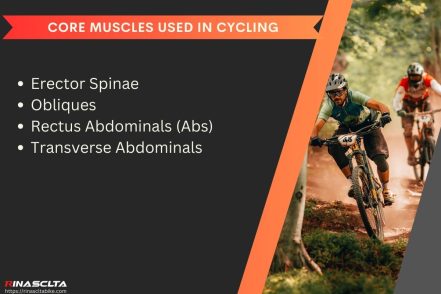 What muscles does cycling work: in different types, pain and injury ...