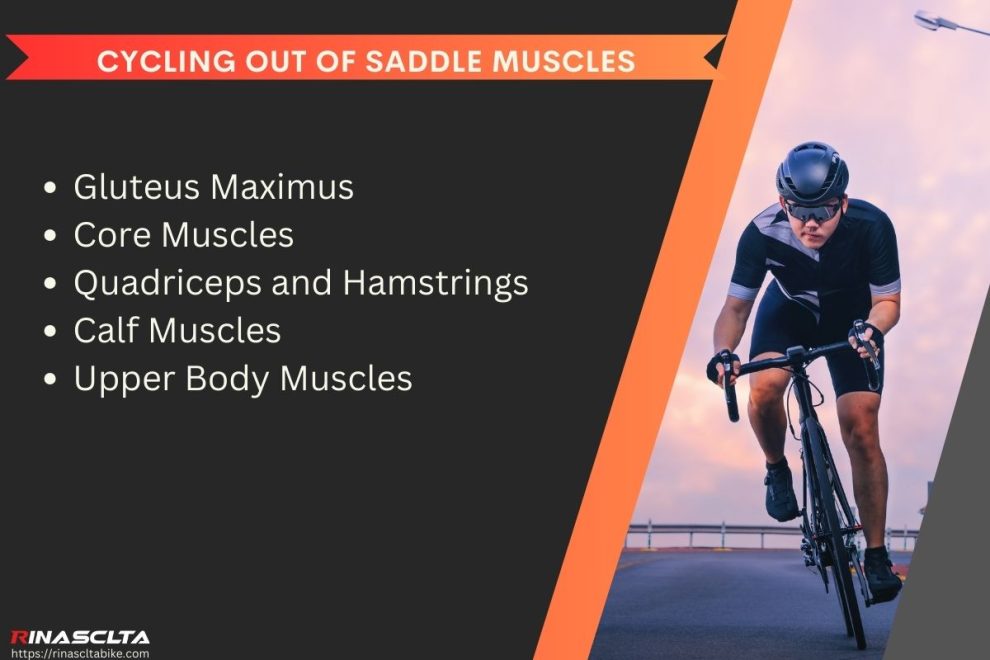 What muscles does cycling work: in different types, pain and injury ...