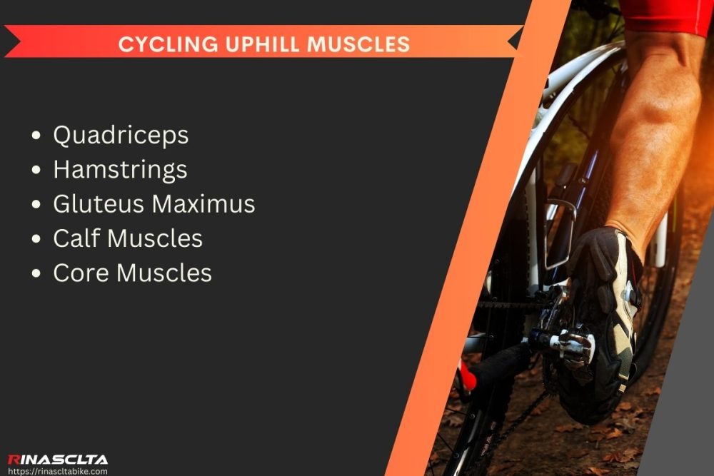 What muscles does cycling work: in different types, pain and injury ...