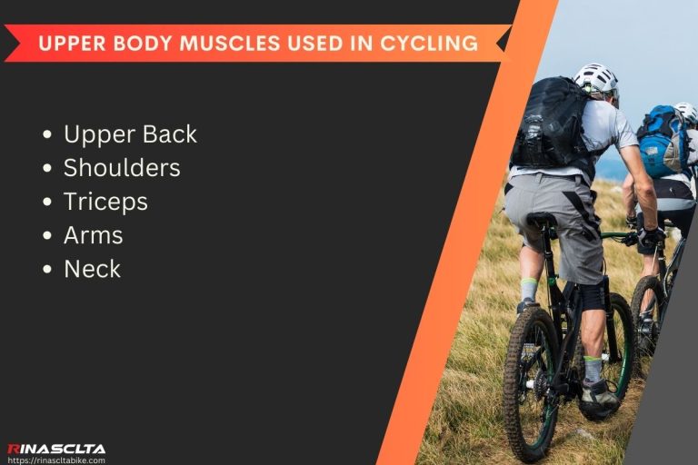 What muscles does cycling work: in different types, pain and injury ...