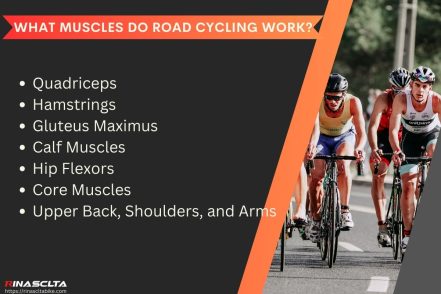 What muscles does cycling work: in different types, pain and injury ...